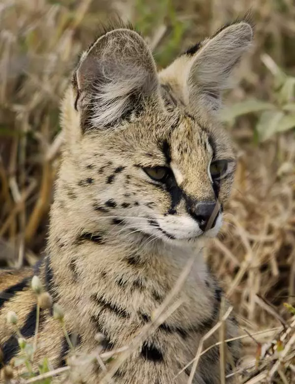 Saka mpanompo na kirihitra. Sary sy horonantsary an'ny serval. 264_17