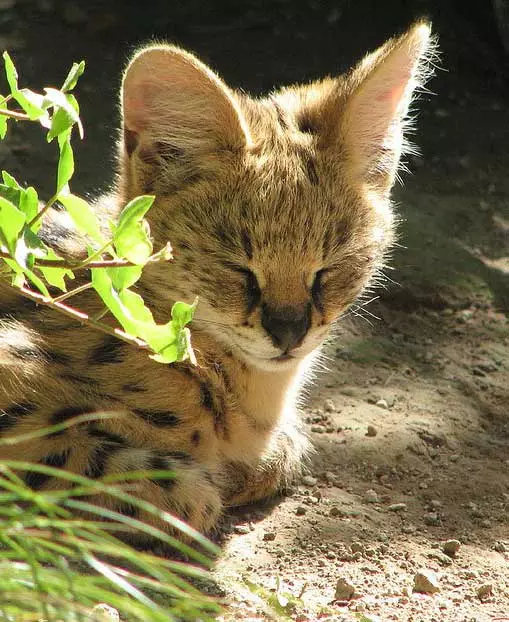 Cat seirbhíseach nó tor. Grianghraf agus físeán den serval. 264_18