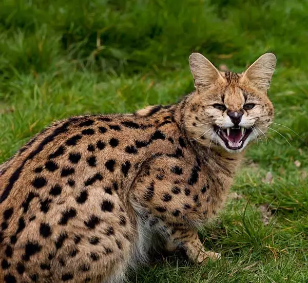 Serval nebo keř kočka. Fotografie a video servalu. 264_19