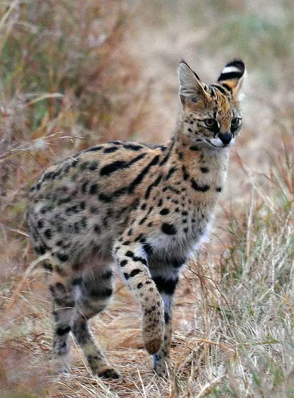 Serval o gato de monte. Foto y video del serval. 264_2