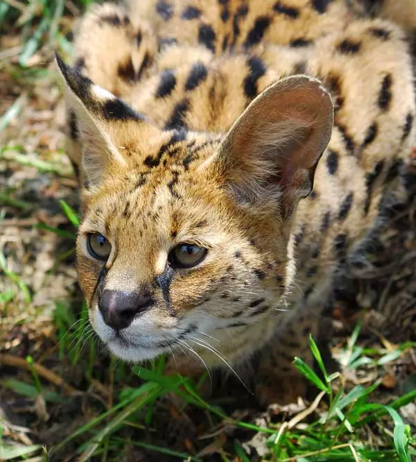 Serval nebo keř kočka. Fotografie a video servalu. 264_20