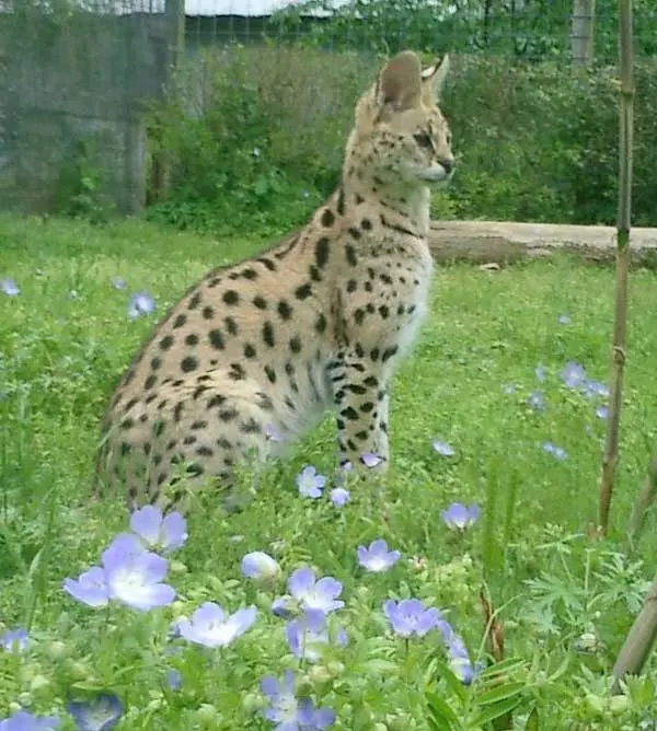 Saka mpanompo na kirihitra. Sary sy horonantsary an'ny serval. 264_22