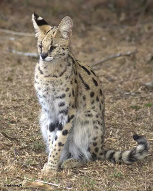 Serva aŭ arbusta kato. Foto kaj video de la servalo. 264_23