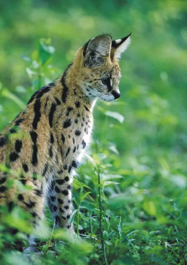 Saka mpanompo na kirihitra. Sary sy horonantsary an'ny serval. 264_24