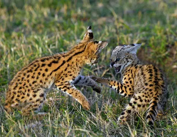 Serval au paka ya kichaka. Picha na video ya mtumishi. 264_25