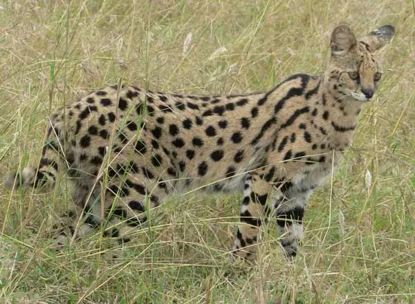 Serval au paka ya kichaka. Picha na video ya mtumishi. 264_26