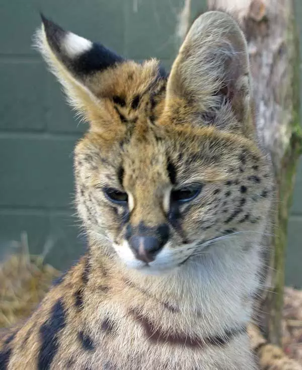 Serval o gato de monte. Foto y video del serval. 264_29