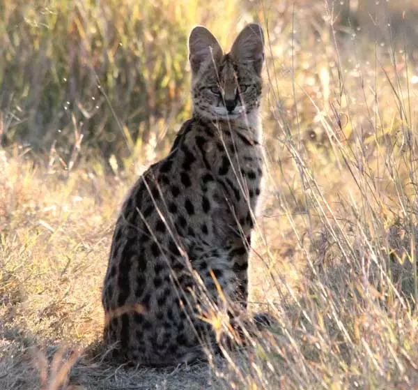 Serval au paka ya kichaka. Picha na video ya mtumishi. 264_30