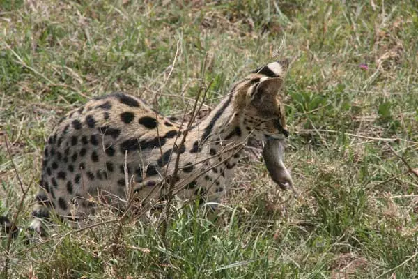 Serval au paka ya kichaka. Picha na video ya mtumishi. 264_31