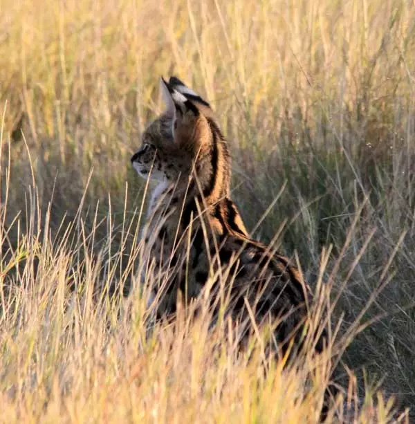 Cat seirbhíseach nó tor. Grianghraf agus físeán den serval. 264_32