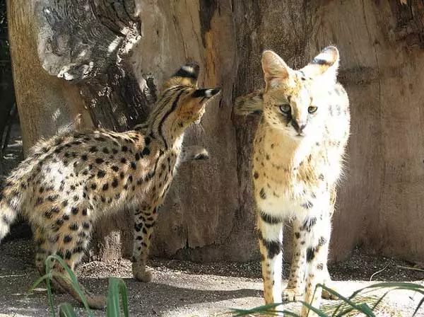 Serva aŭ arbusta kato. Foto kaj video de la servalo. 264_33