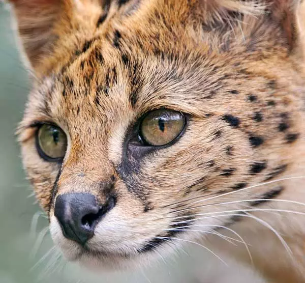 Serval o gato de monte. Foto y video del serval. 264_34