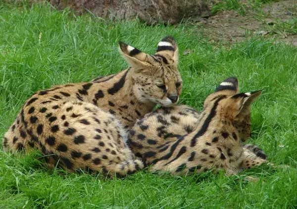 Serval o gato de monte. Foto y video del serval. 264_35