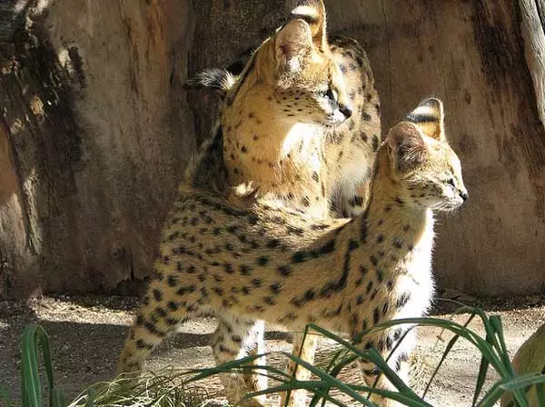 Serval o gato de monte. Foto y video del serval. 264_36