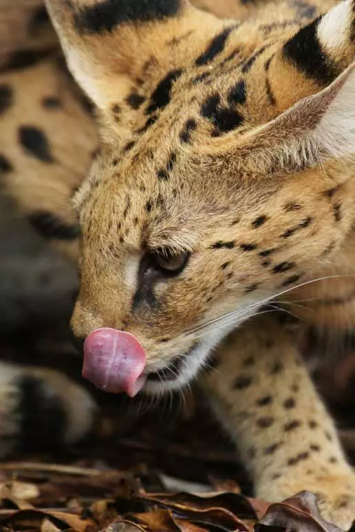 Serval nebo keř kočka. Fotografie a video servalu. 264_37