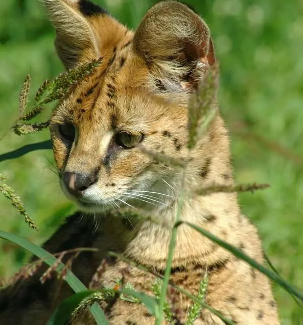 Cat seirbhíseach nó tor. Grianghraf agus físeán den serval. 264_39