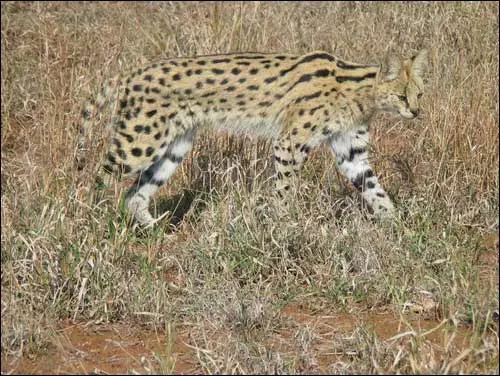 Cat seirbhíseach nó tor. Grianghraf agus físeán den serval. 264_40