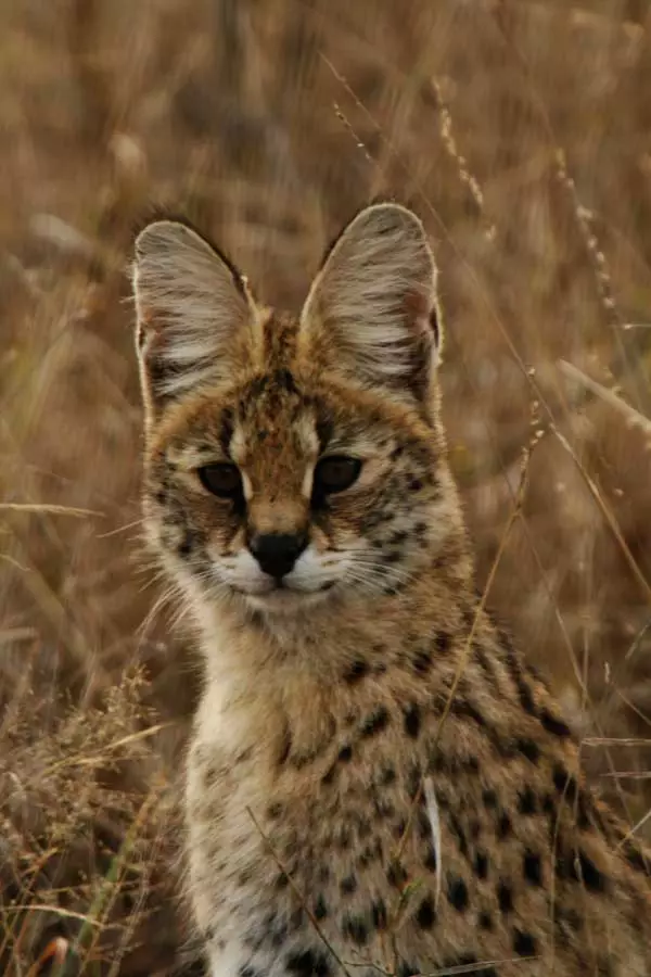 Cat seirbhíseach nó tor. Grianghraf agus físeán den serval. 264_41