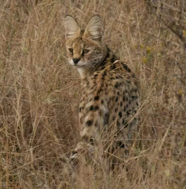 Saka mpanompo na kirihitra. Sary sy horonantsary an'ny serval. 264_42