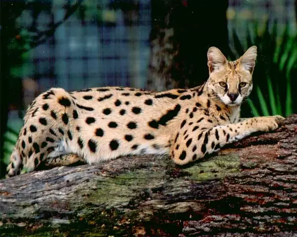 Serval nebo keř kočka. Fotografie a video servalu. 264_43