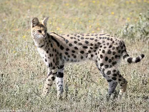 Saka mpanompo na kirihitra. Sary sy horonantsary an'ny serval. 264_44