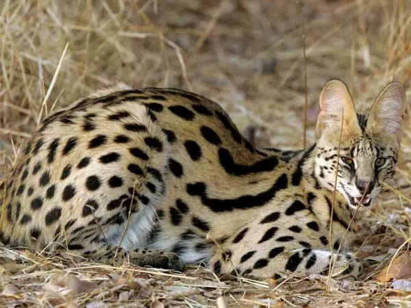 Serval o gato de monte. Foto y video del serval. 264_45