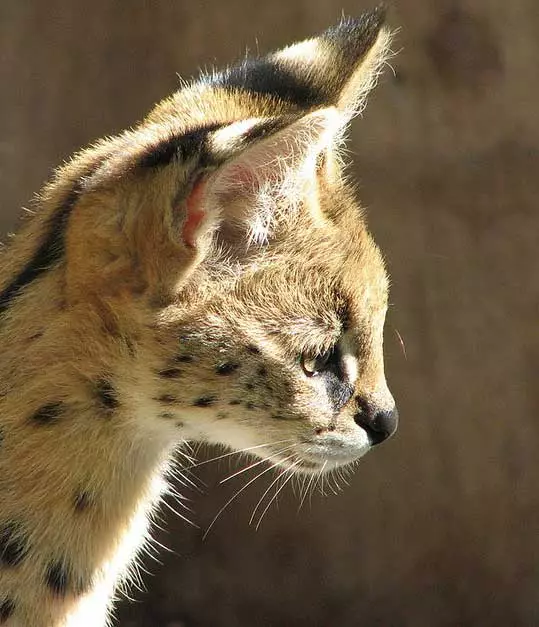 Serval o gato de monte. Foto y video del serval. 264_46