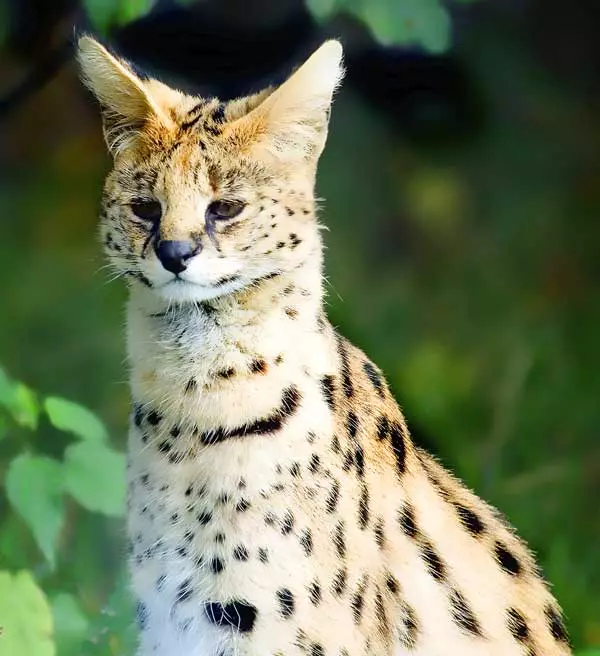 Serval o gato de monte. Foto y video del serval. 264_47