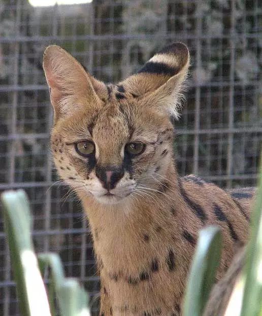 Serval au paka ya kichaka. Picha na video ya mtumishi. 264_48