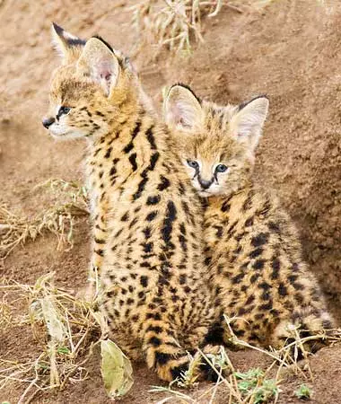 Serval au paka ya kichaka. Picha na video ya mtumishi. 264_49