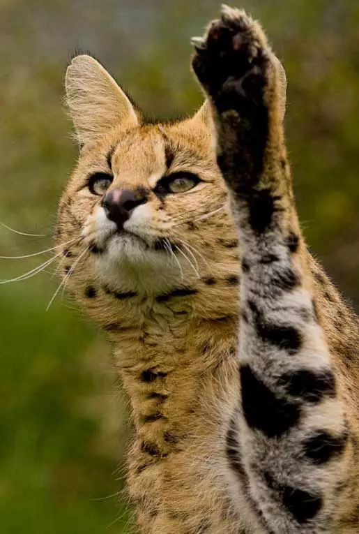 Serval o gato de monte. Foto y video del serval. 264_50