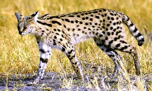 Saka mpanompo na kirihitra. Sary sy horonantsary an'ny serval. 264_51