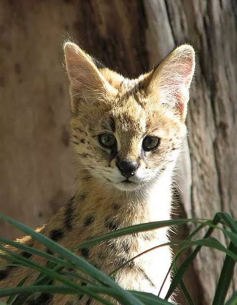 Cat seirbhíseach nó tor. Grianghraf agus físeán den serval. 264_53