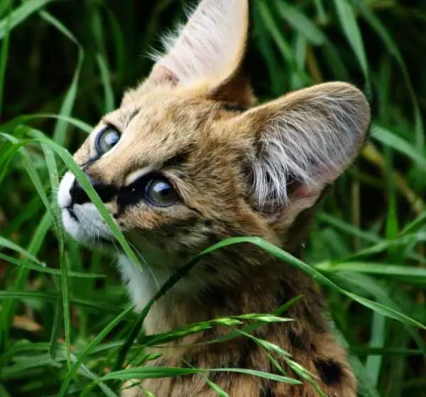 Serval o gato de monte. Foto y video del serval. 264_54