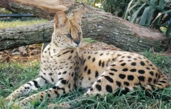 Serval o gato de monte. Foto y video del serval. 264_55