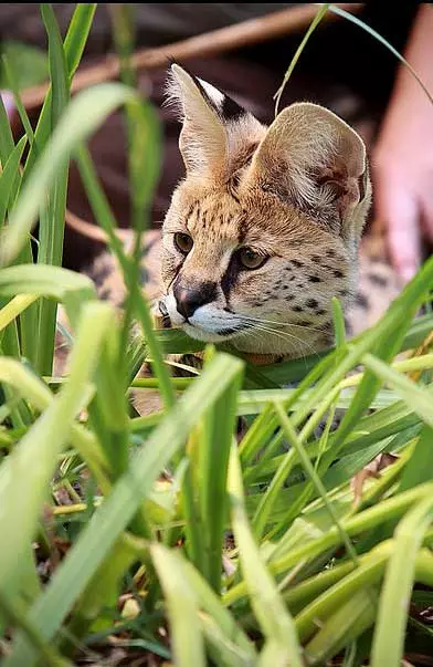 Serval au paka ya kichaka. Picha na video ya mtumishi. 264_57