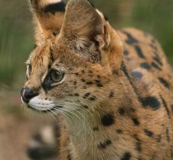 Serval o gato de monte. Foto y video del serval. 264_58