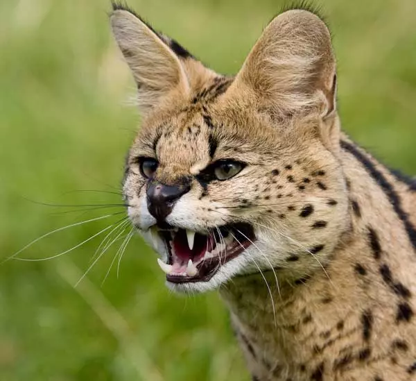 Serval o gato de monte. Foto y video del serval. 264_59