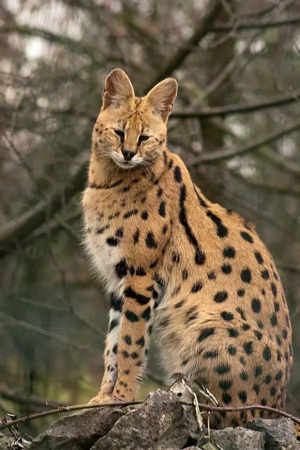 Serval o gato de monte. Foto y video del serval. 264_6