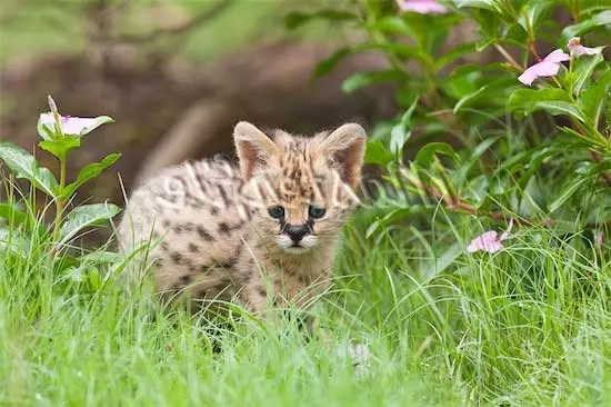 Serval nebo keř kočka. Fotografie a video servalu. 264_60