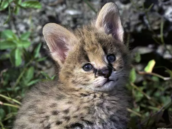 Serval nebo keř kočka. Fotografie a video servalu. 264_62