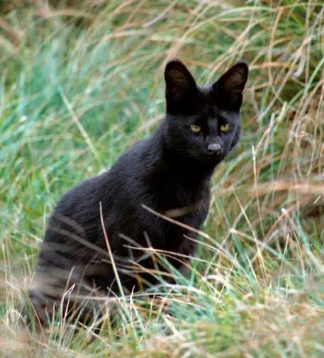 Serval nebo keř kočka. Fotografie a video servalu. 264_64