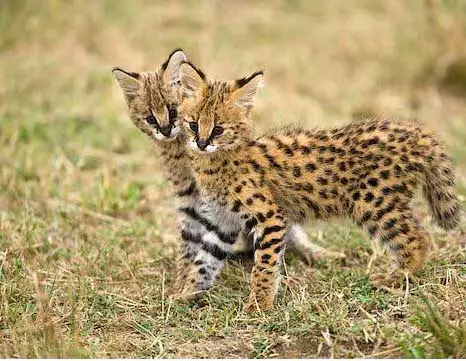 Serval o gato de monte. Foto y video del serval. 264_65