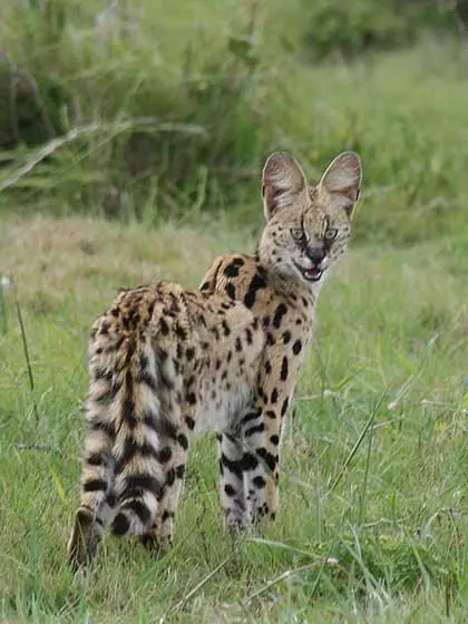 Serva aŭ arbusta kato. Foto kaj video de la servalo. 264_66