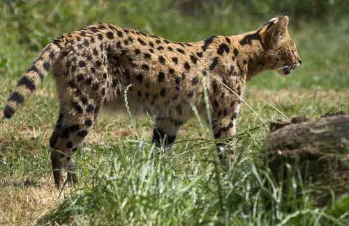 Serval o gato de monte. Foto y video del serval. 264_67