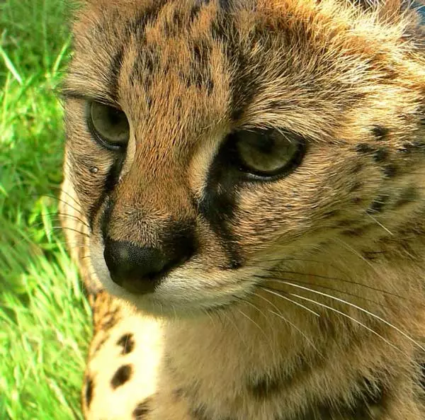 Serval o gato de monte. Foto y video del serval. 264_7