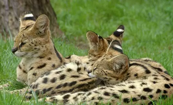 Serval au paka ya kichaka. Picha na video ya mtumishi. 264_70