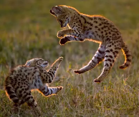 Serval nebo keř kočka. Fotografie a video servalu. 264_71