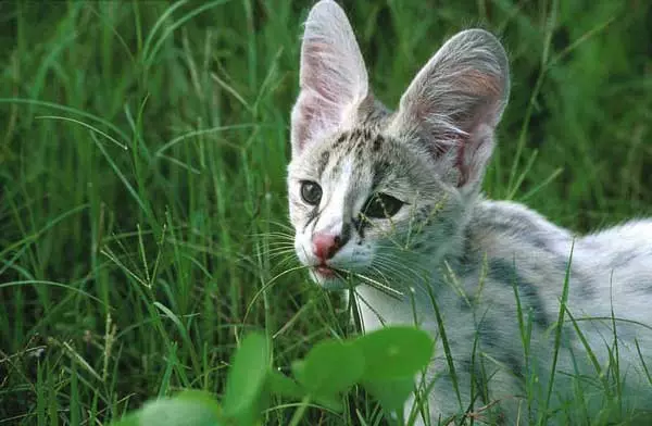 Cat seirbhíseach nó tor. Grianghraf agus físeán den serval. 264_72