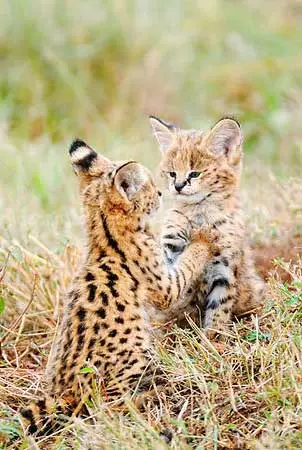 Serval o gato de monte. Foto y video del serval. 264_73